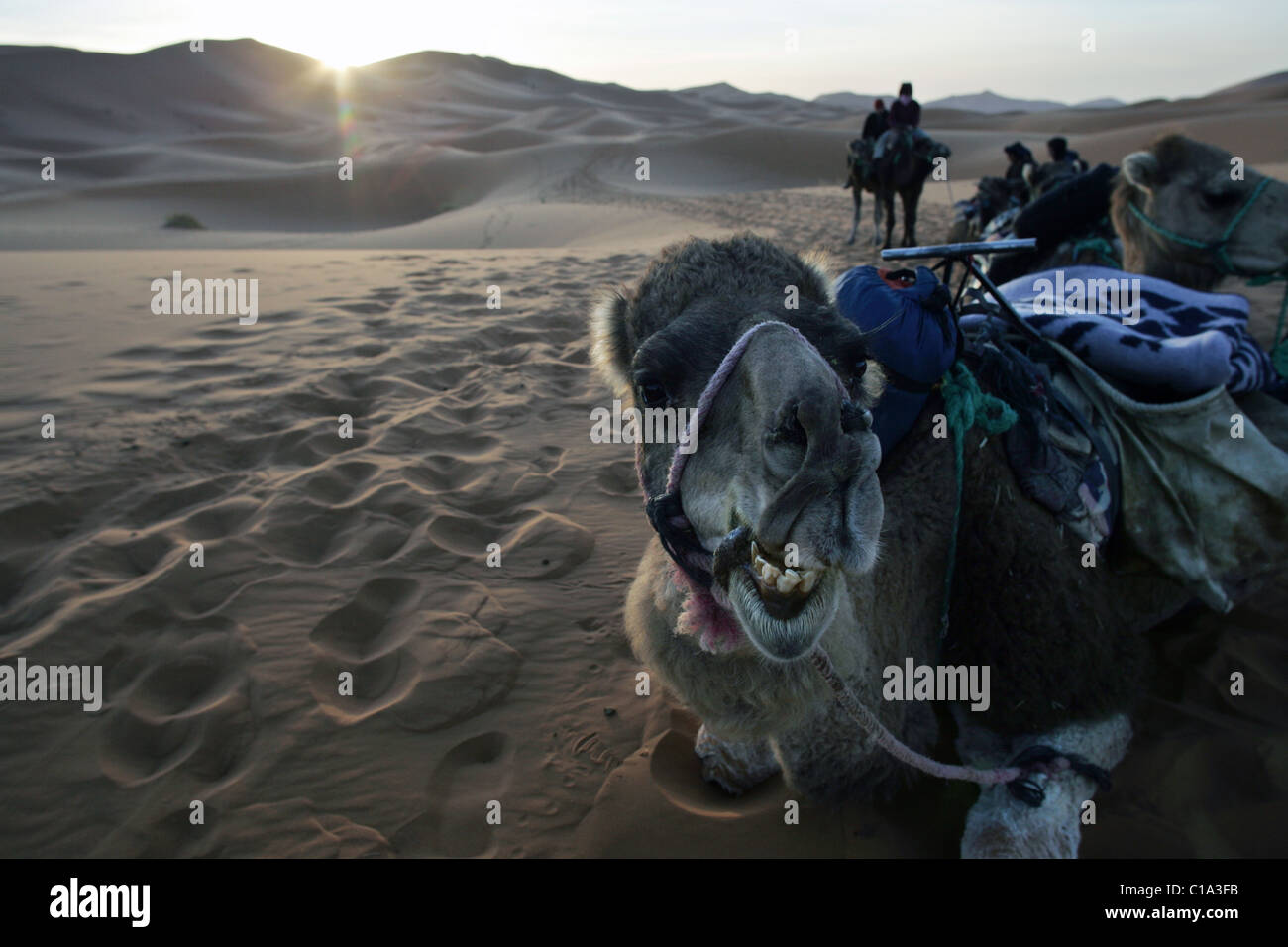Camel camping trip at sunrise in the Sahara Desert at Erg Chebbi in ...