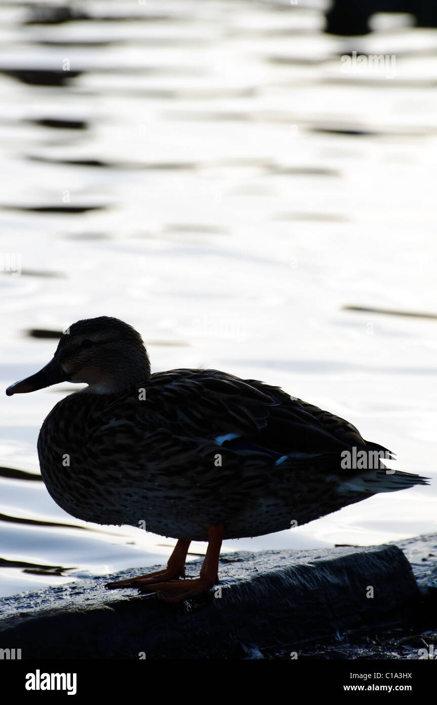 Silhouette of a mallard on a pond Stock Photo - Alamy