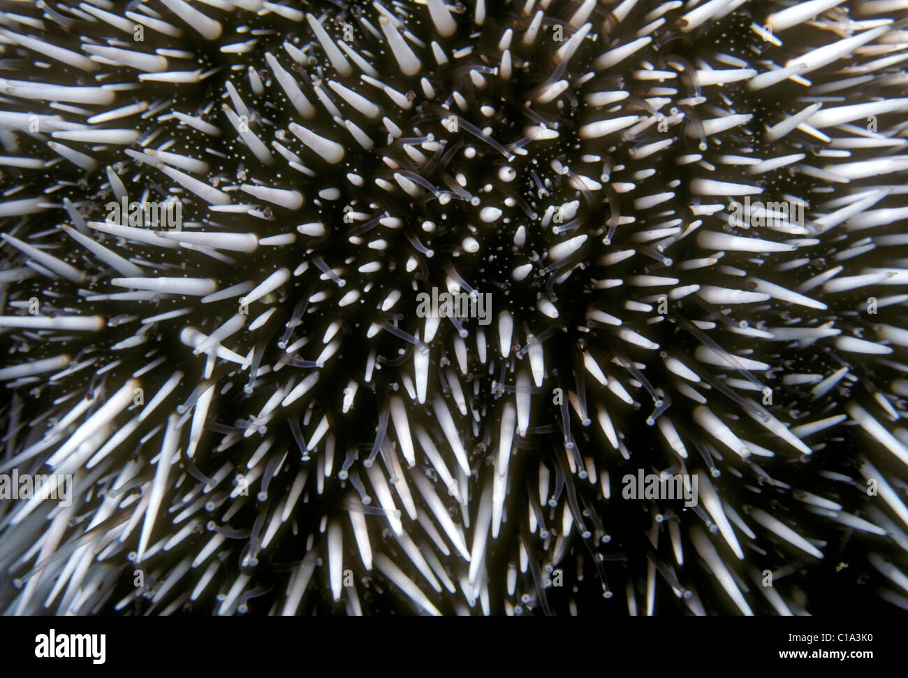 coral reef, sea life, ecotourism, natural world, Pigeon Island, Parc ...