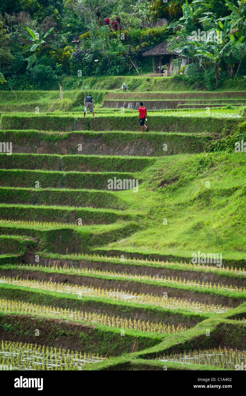 Field workers plant a new rice crop by hand in the beautiful and ...