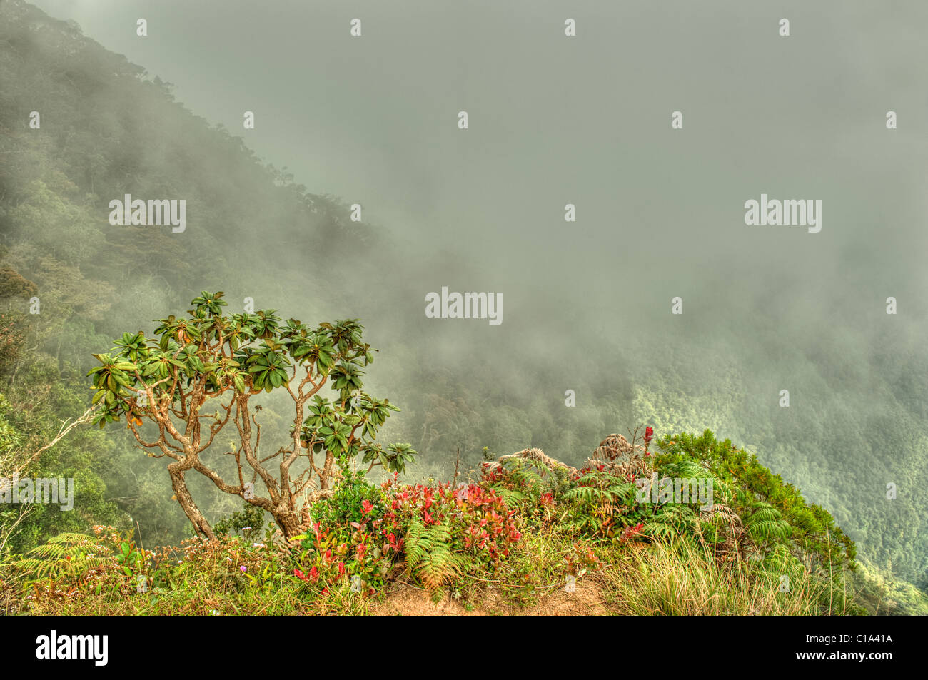 Sri Lanka montane rain forest Stock Photo - Alamy