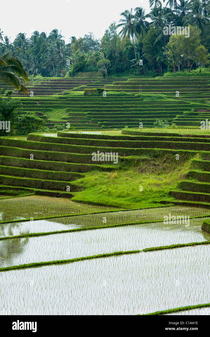 The dramatic and beautiful terraced rice fields of Belimbing, Bali ...