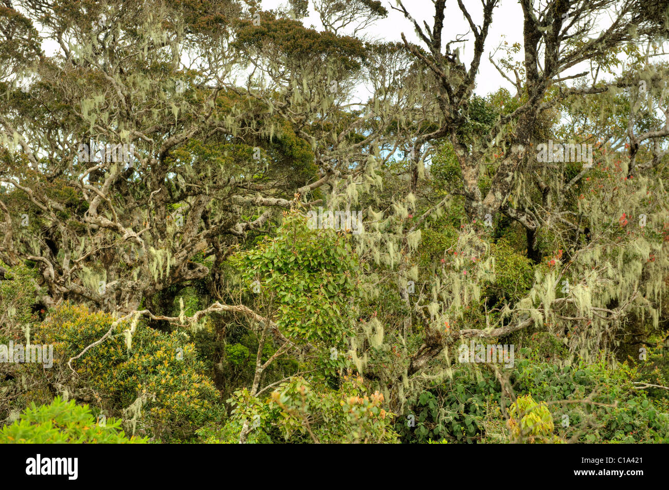 Sri Lanka montane rain forest Stock Photo - Alamy