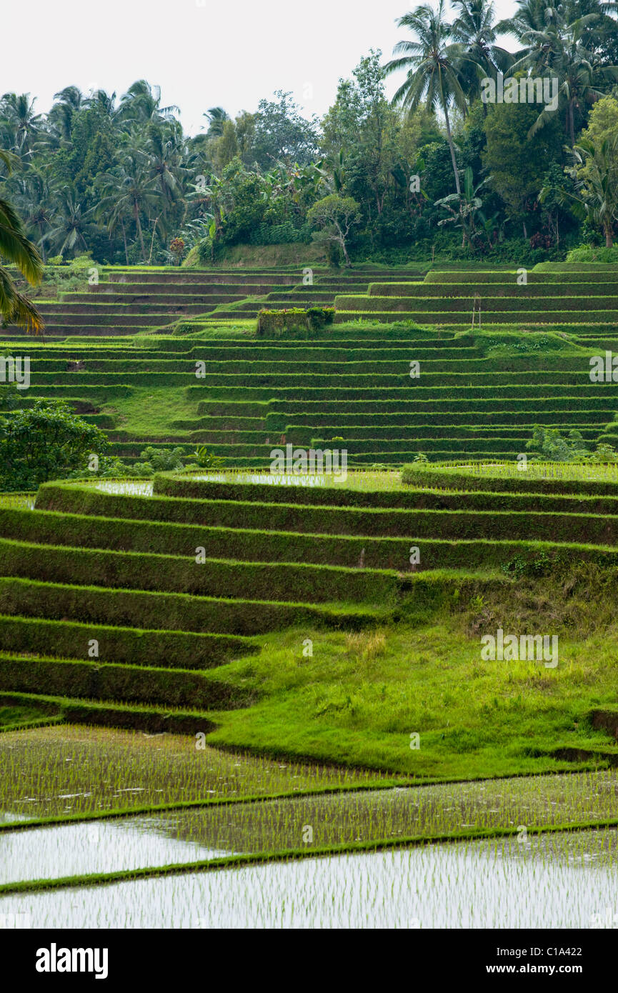 The dramatic and beautiful terraced rice fields of Belimbing, Bali ...