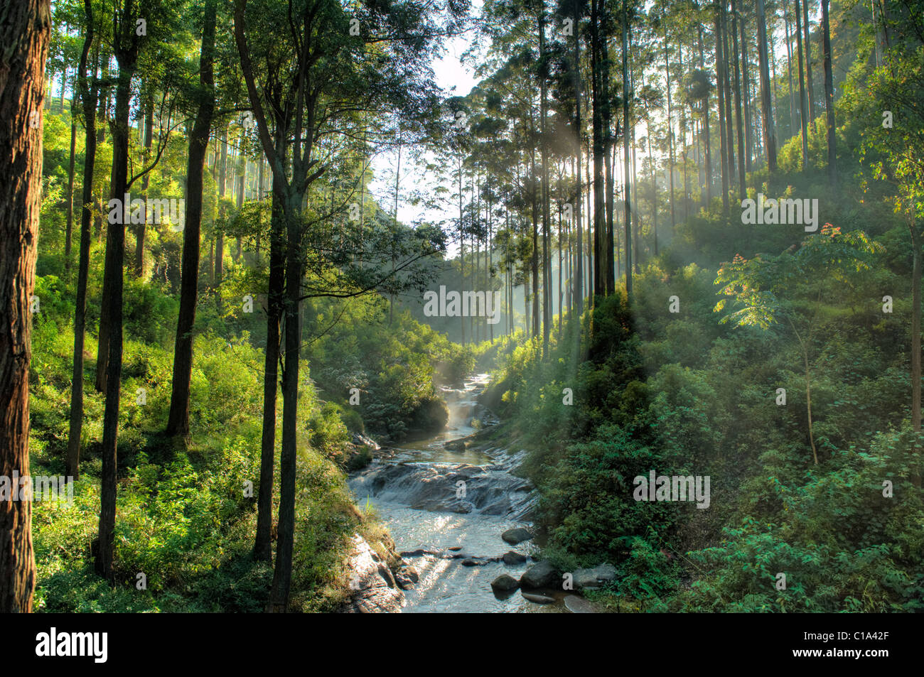 Sun rays in a rain forest, Sri Lanla Stock Photo - Alamy