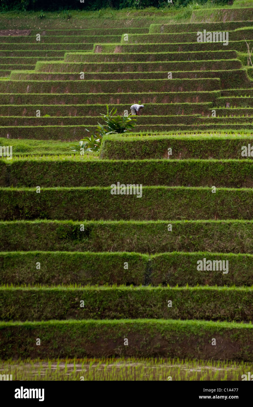 Field workers plant a new rice crop by hand in the beautiful and ...