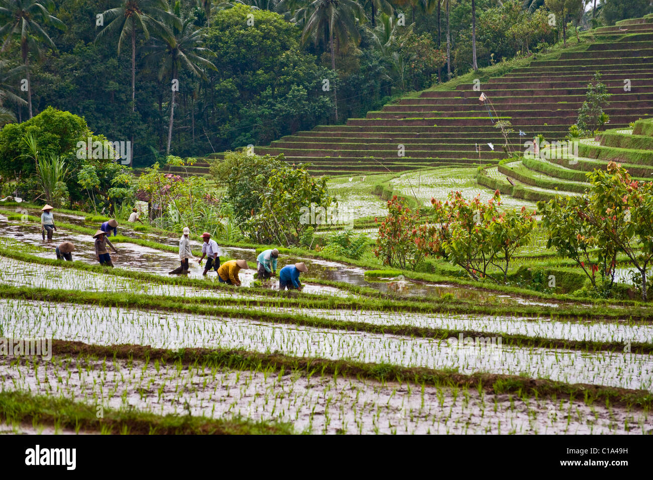 Workers plant new rice by hand in the beautiful and dramatic rice ...