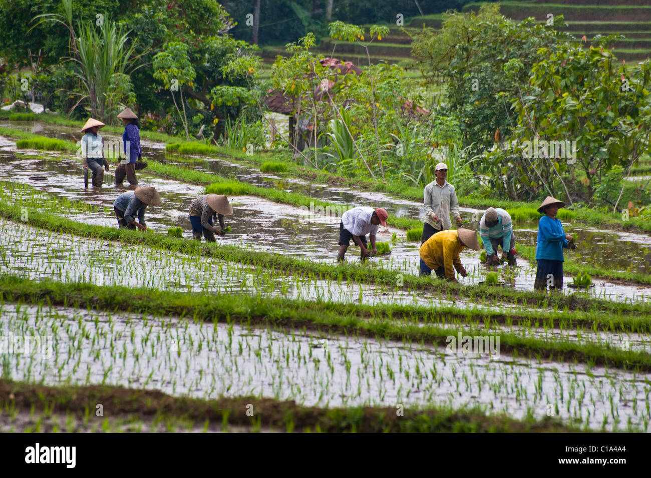 Workers plant new rice by hand in the beautiful and dramatic rice ...