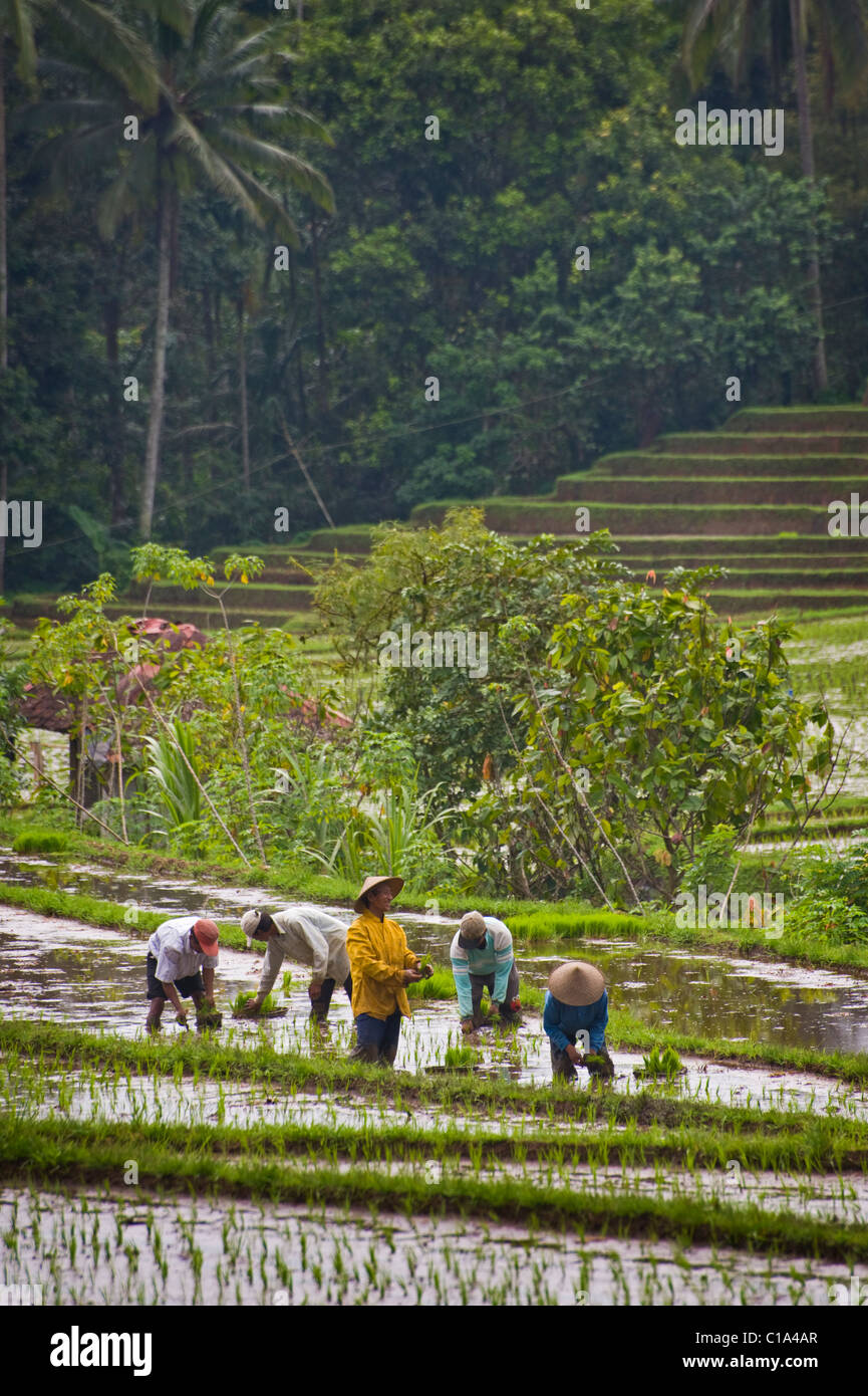 Workers plant new rice by hand in the beautiful and dramatic rice ...