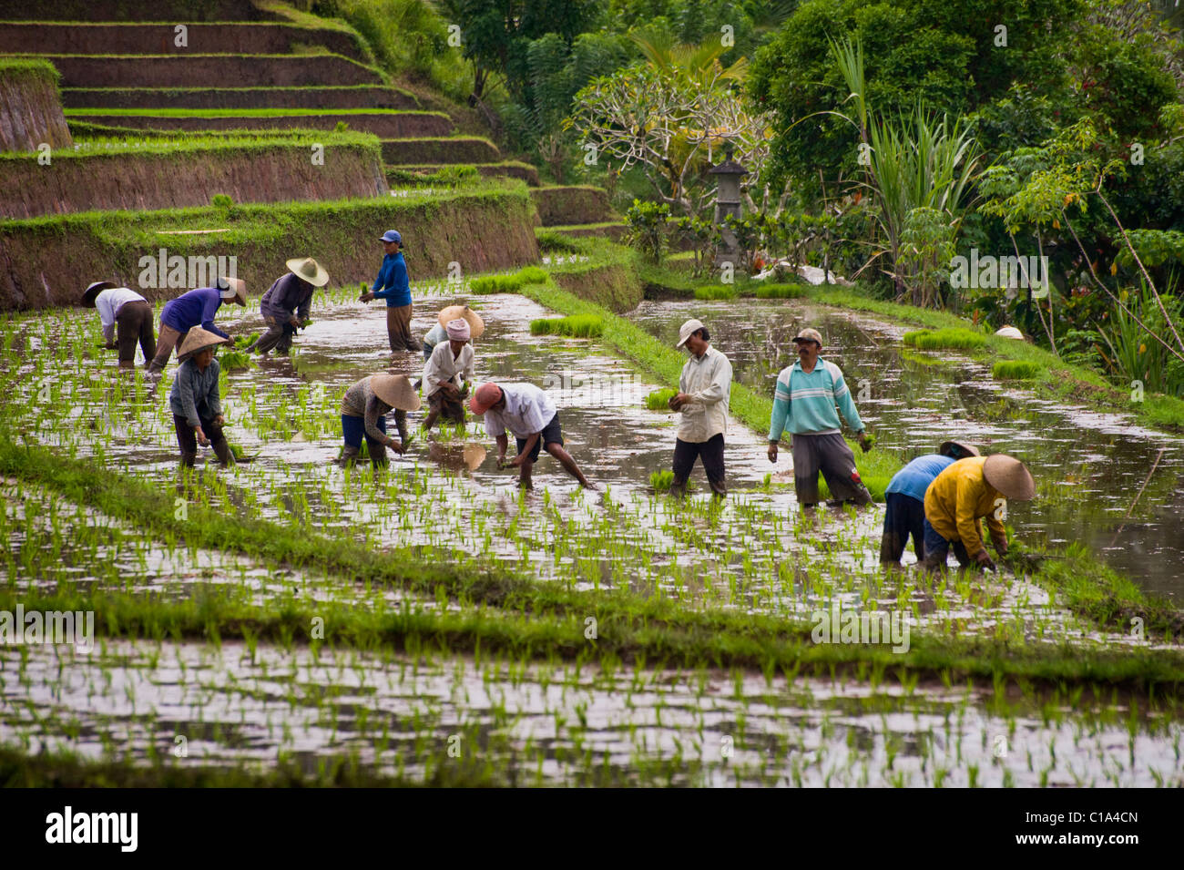 Workers plant new rice by hand in the beautiful and dramatic rice ...