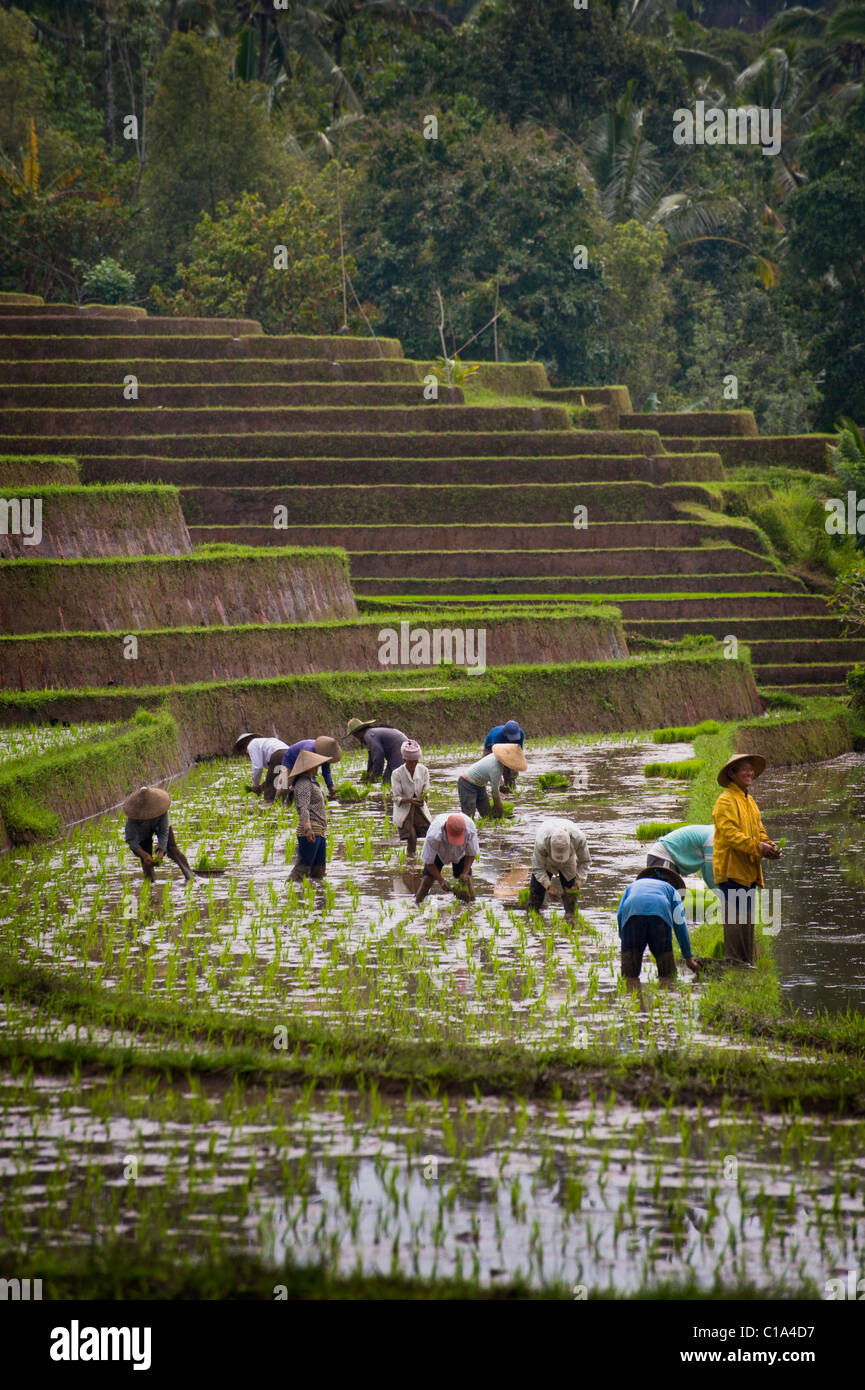 Workers plant new rice by hand in the beautiful and dramatic rice ...