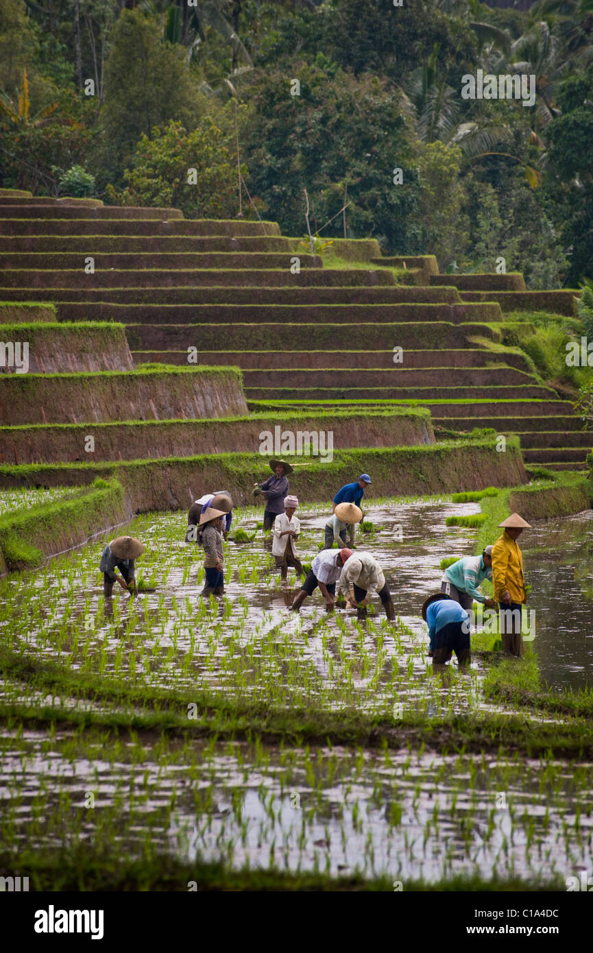 Workers plant new rice by hand in the beautiful and dramatic rice ...