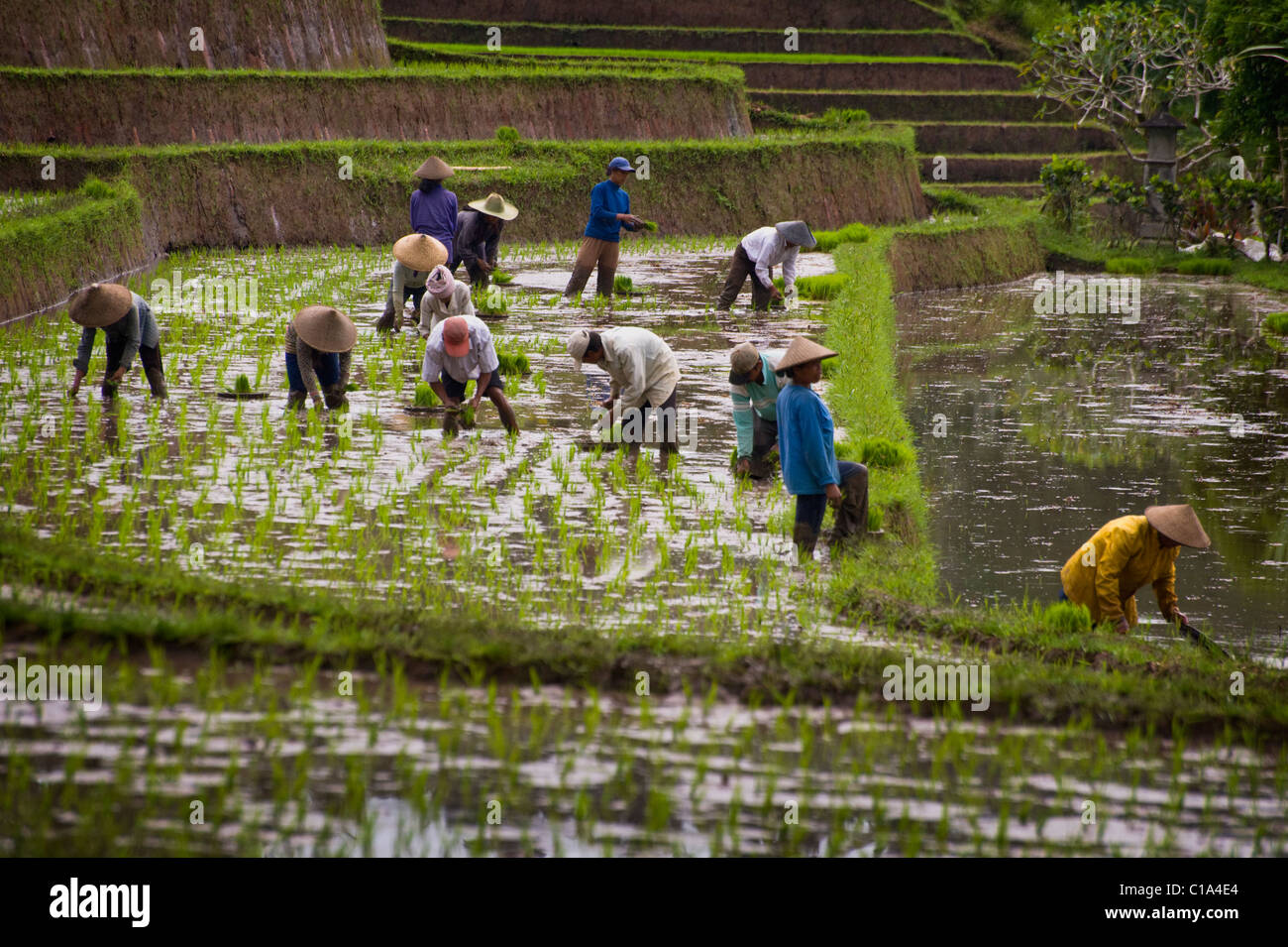 Workers plant new rice by hand in the beautiful and dramatic rice ...