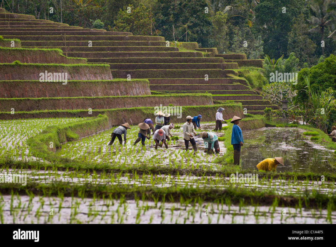Workers plant new rice by hand in the beautiful and dramatic rice ...