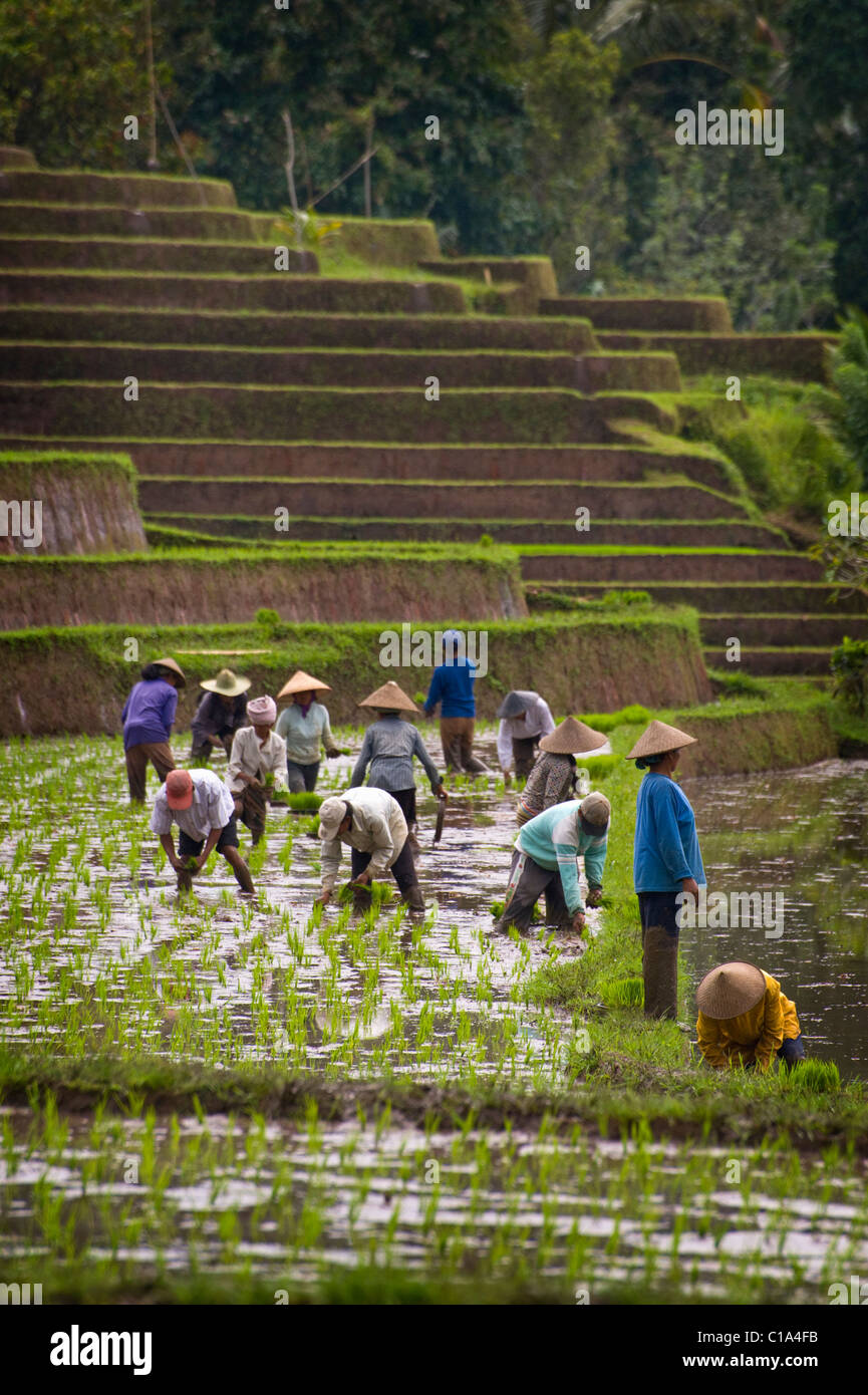 Workers plant new rice by hand in the beautiful and dramatic rice ...