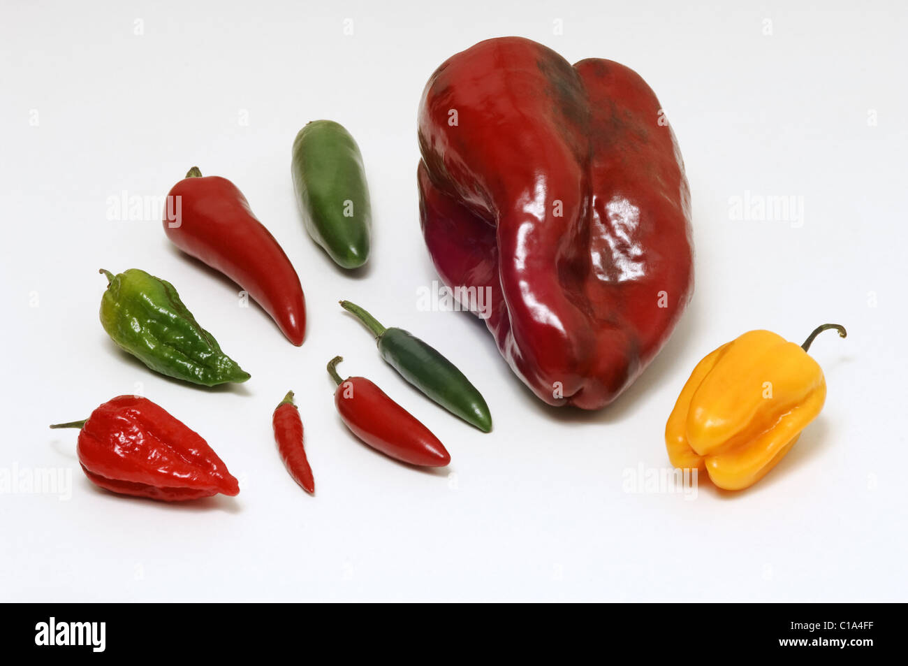 Chilli varieties including Jalapeno, Poblano, Habanero, Serrano, Bird's ...