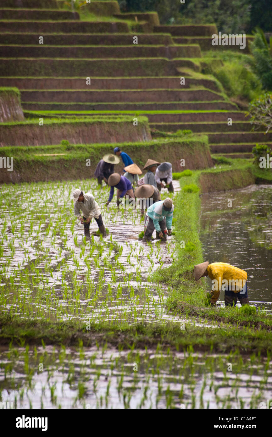 Workers in Belimbing, Bali, Indonesia, plant new rice in flooded fields ...