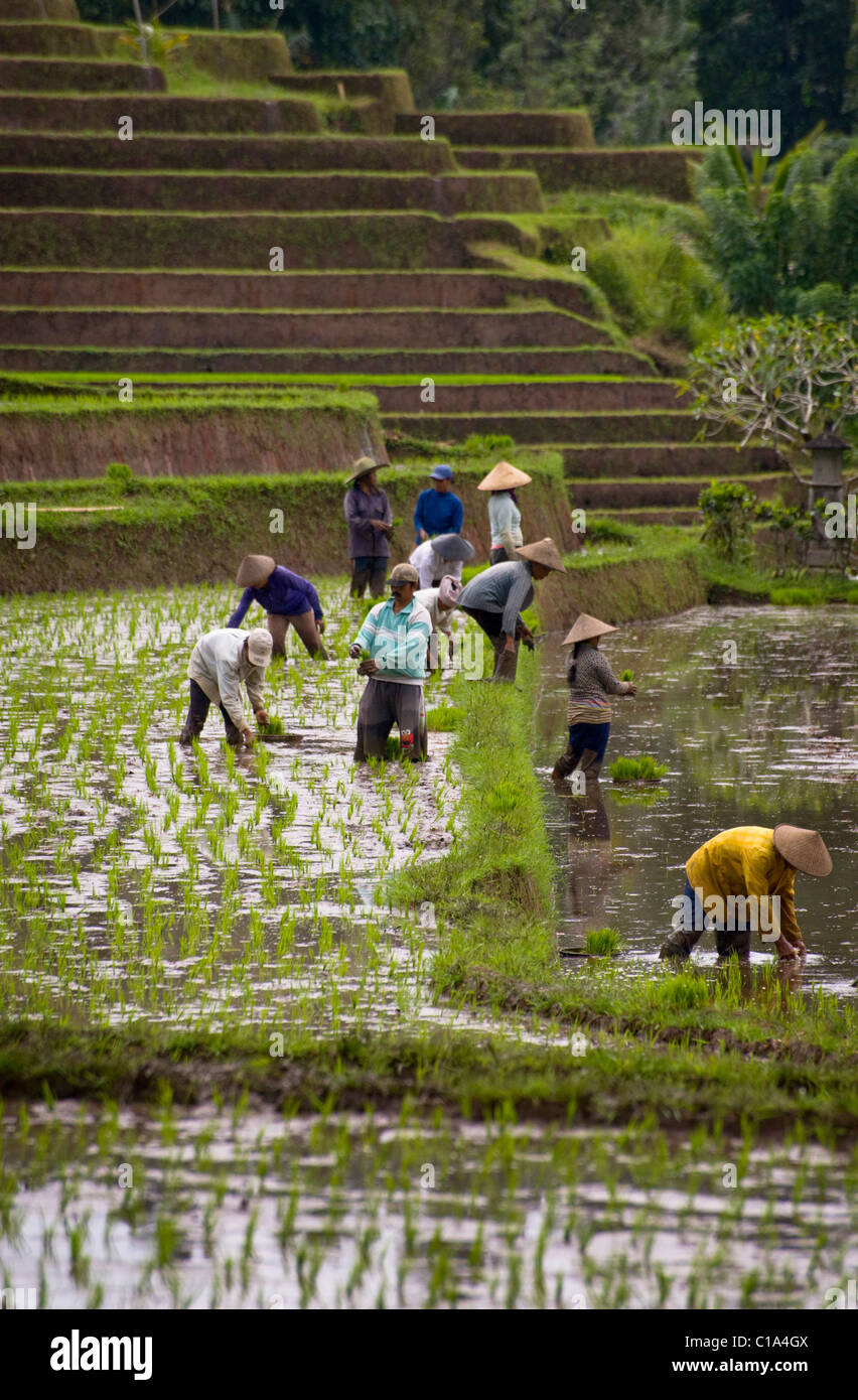 Workers in Belimbing, Bali, Indonesia, plant new rice in flooded fields ...