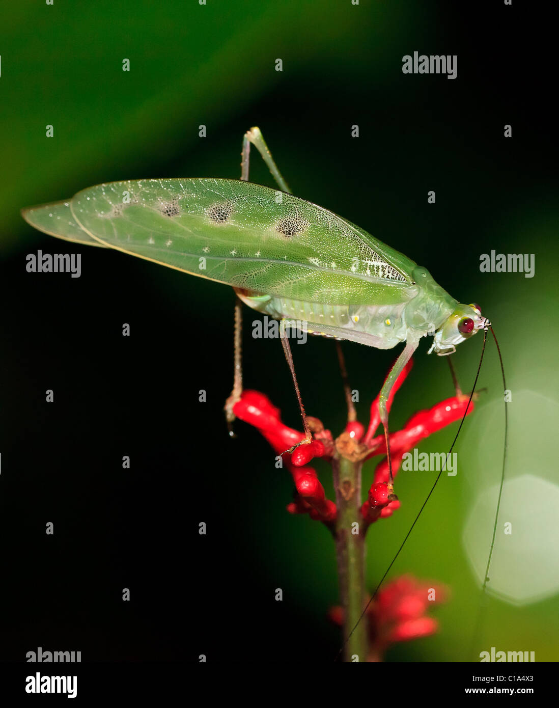 Katydid amazon hi-res stock photography and images - Alamy