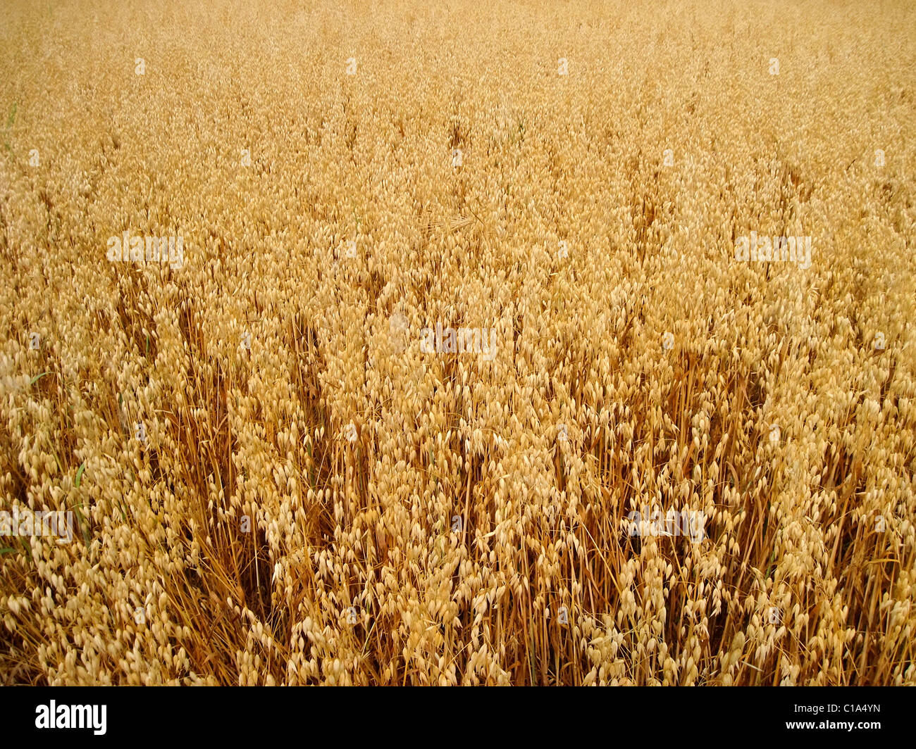 Field of oats hi-res stock photography and images - Alamy