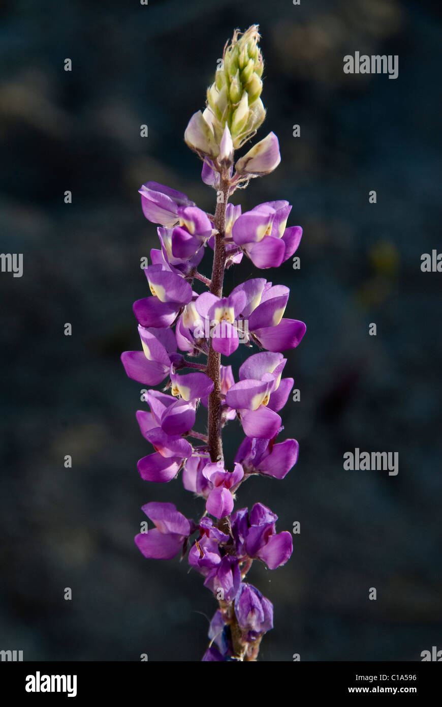 Arizona Lupine High Resolution Stock Photography and Images - Alamy