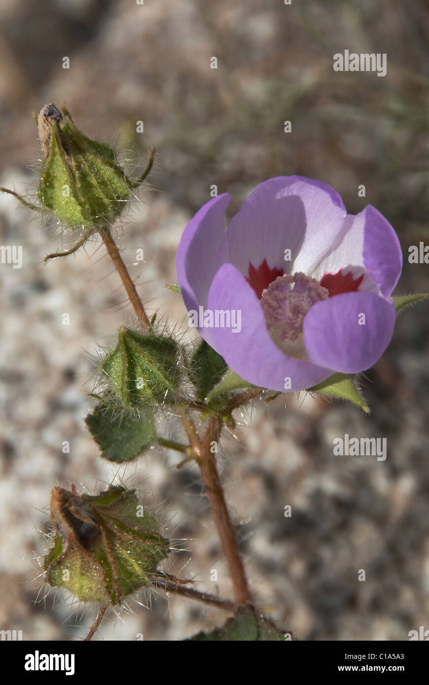 Desert five spot eremalche rotundifolia hi-res stock photography and ...
