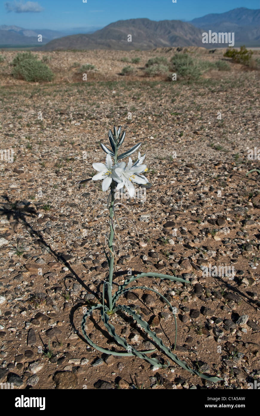 Undulata Stock Photos & Undulata Stock Images - Alamy