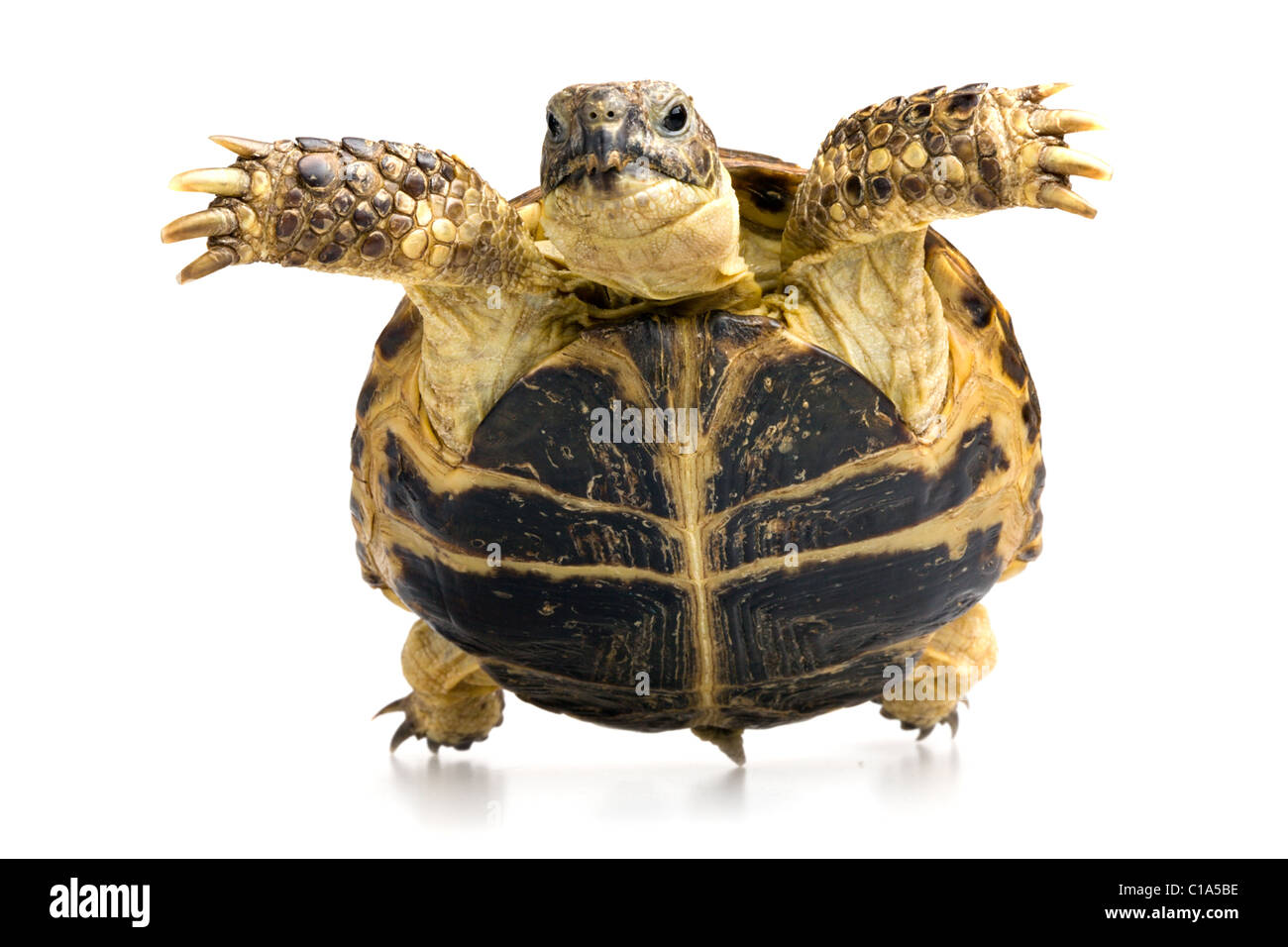 From eyes view Cut Out Stock Images & Pictures - Alamy