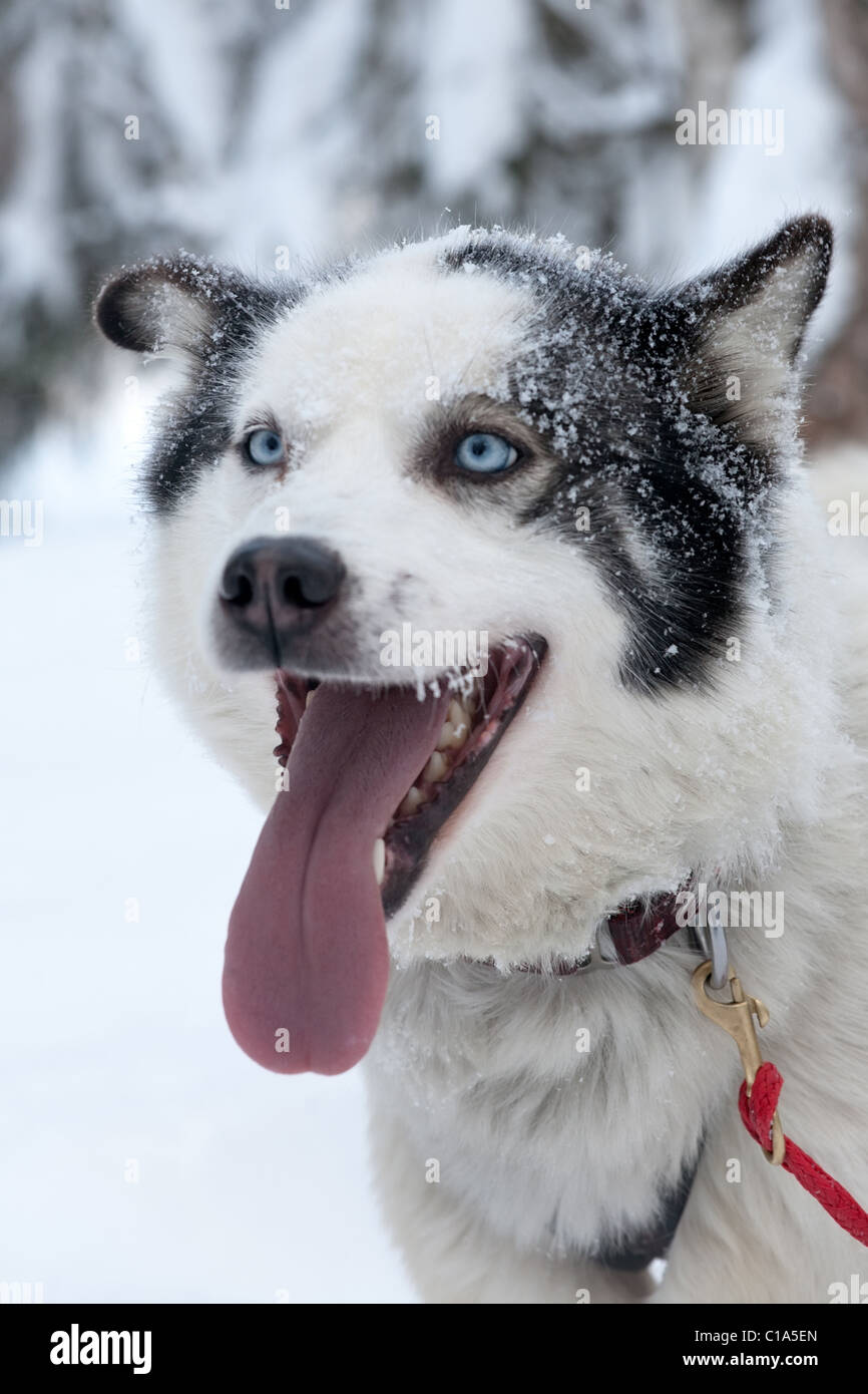 close-up portrait of sled dog with open mouth and red tongue hanging ...