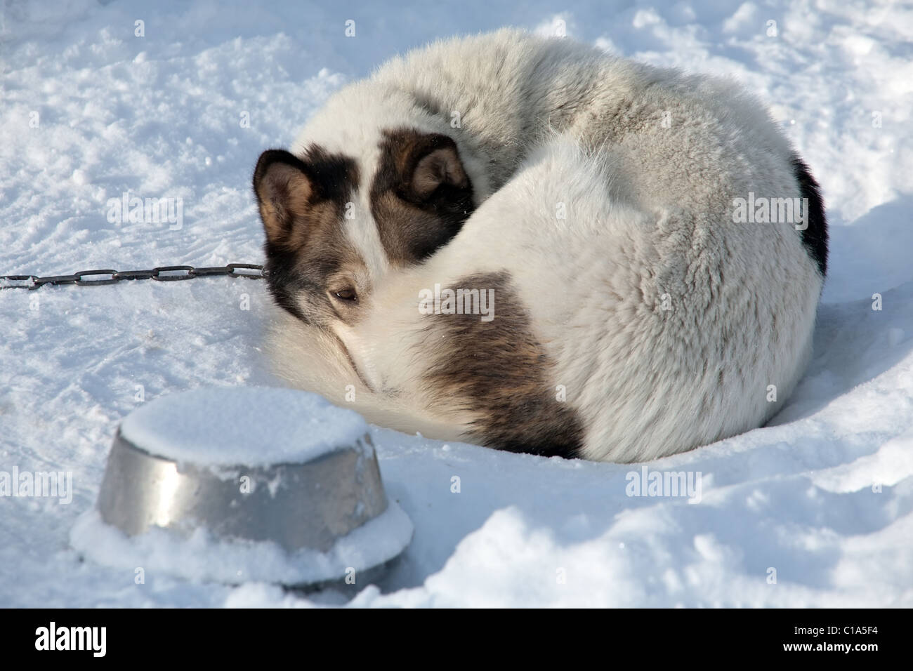 sad dog lying on snow with melancholy look of brown eyes Stock Photo ...