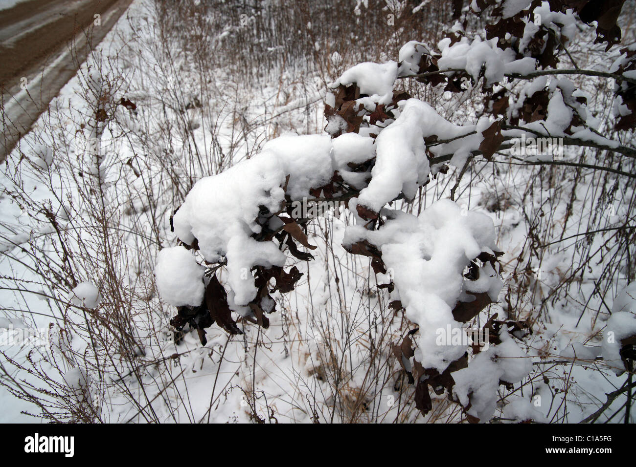 Roadside weeds hi-res stock photography and images - Alamy