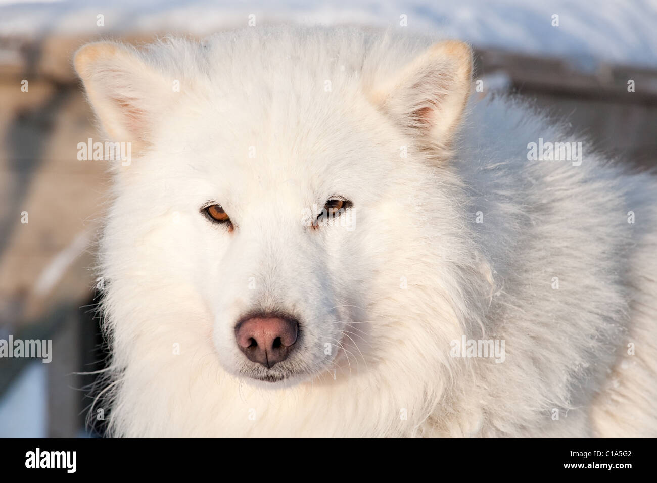 close-up snout of white dog of Chukchi husky breed Stock Photo - Alamy
