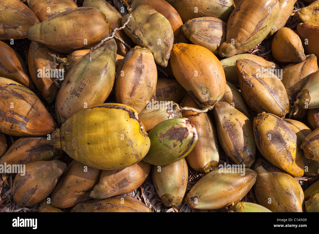 Coconuts for sale in a farmer's market in Hawaii Stock Photo - Alamy