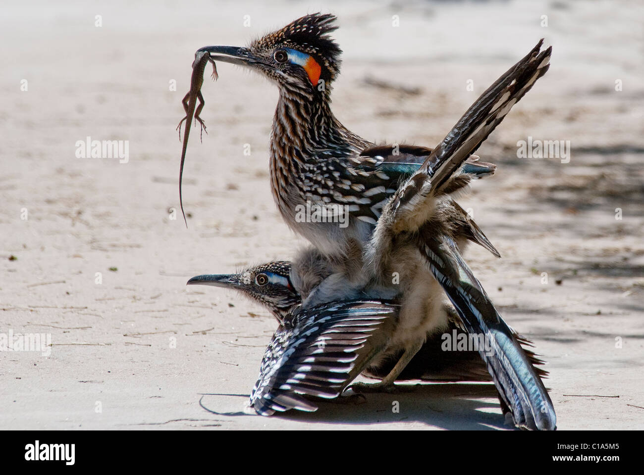 The roadrunners hi-res stock photography and images - Alamy