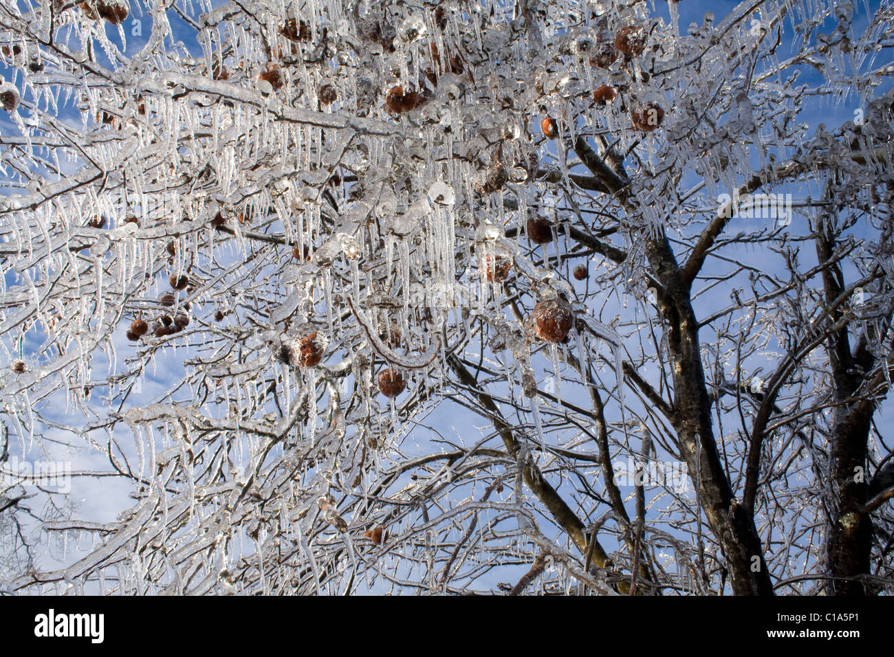 Ice apples hi-res stock photography and images - Alamy