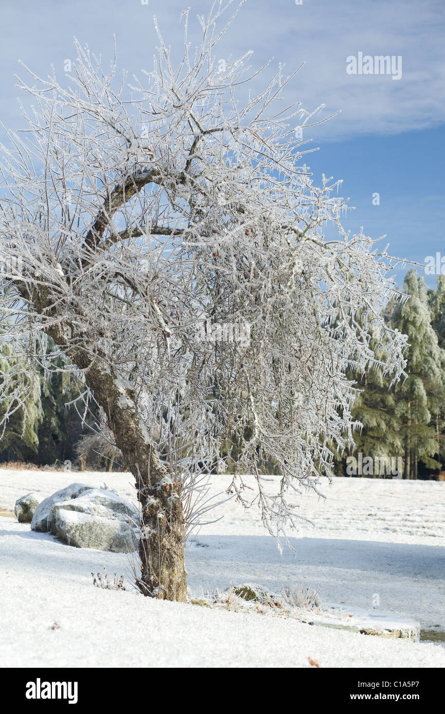 An Ice storm in the mountain has covered the landscape with ice Stock ...
