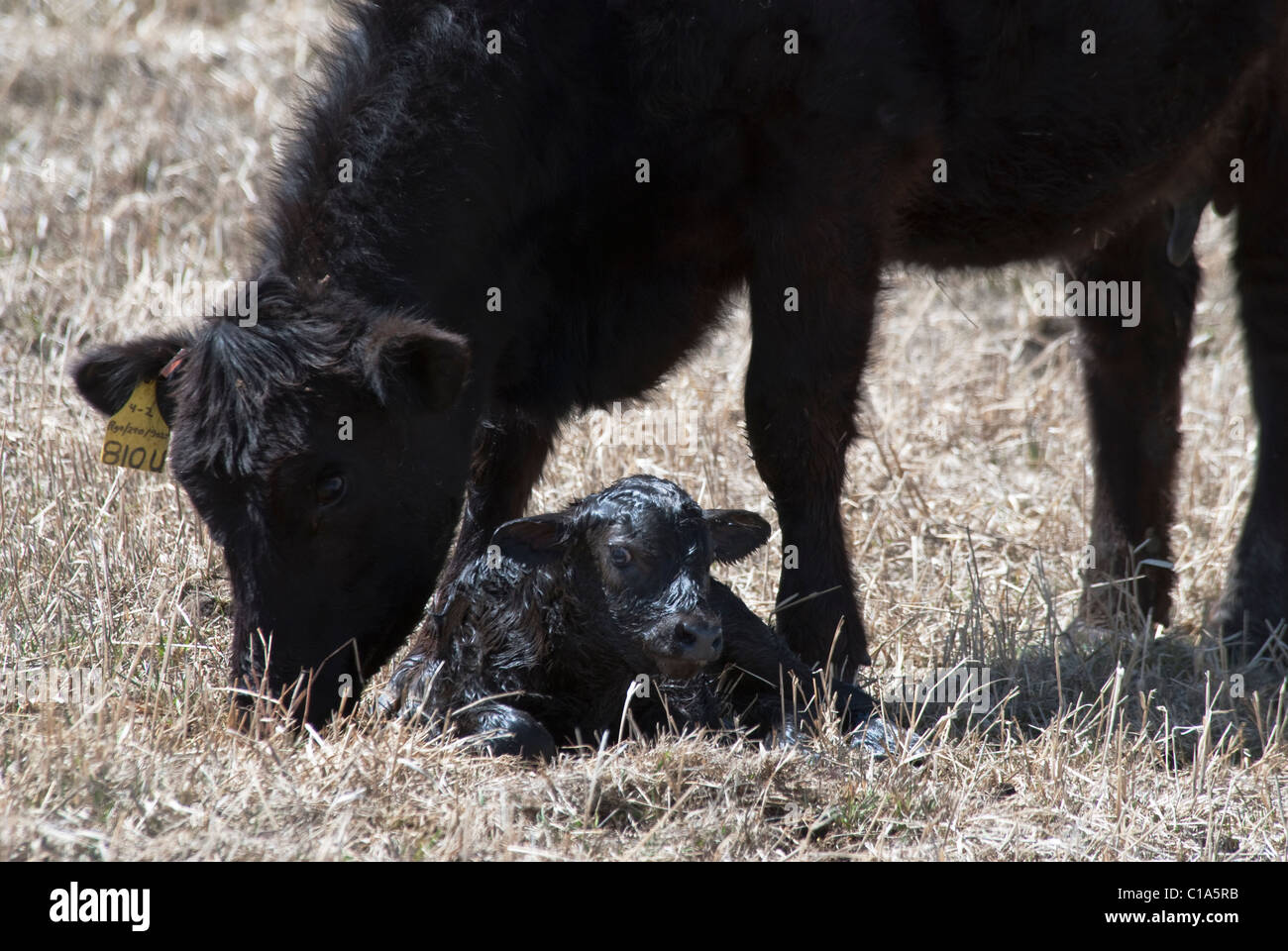 Domestic cow hi-res stock photography and images - Alamy