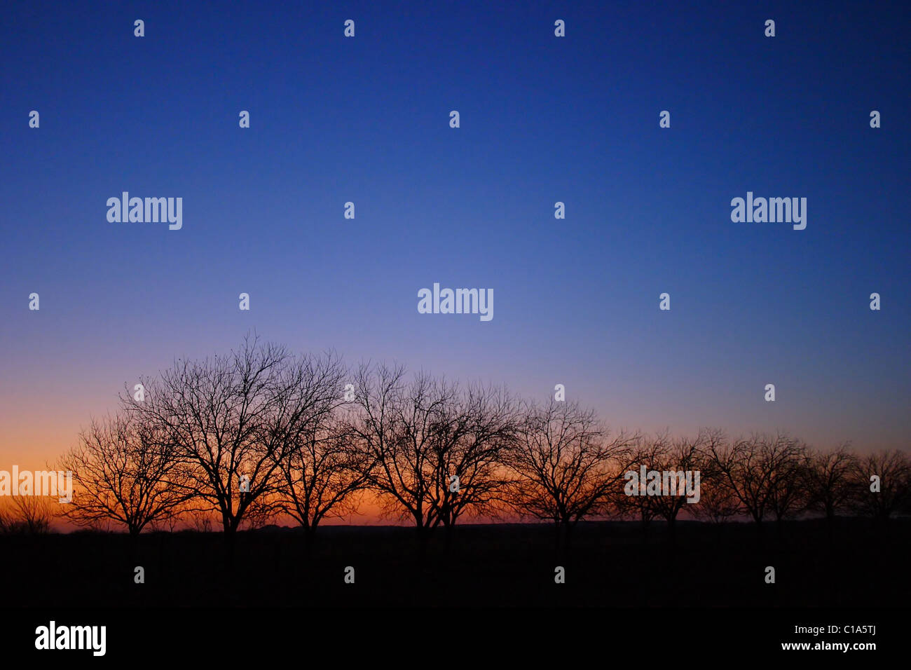 line of trees on the horizon at sunset with a clear sky Stock Photo - Alamy