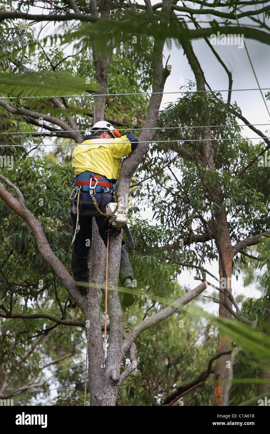 A woodlogger worker is high on the tree on rope to cut trees's branches ...