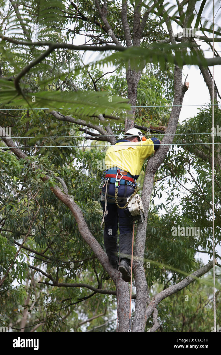 Woodlogger Limbs on the Tree Stock Photo - Alamy