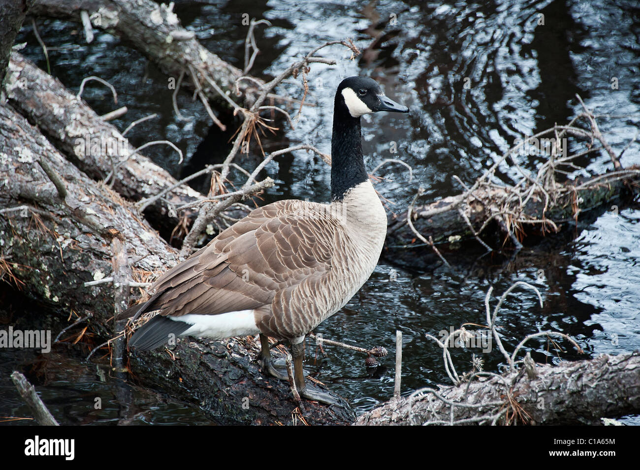 Canadian animal hi-res stock photography and images - Alamy