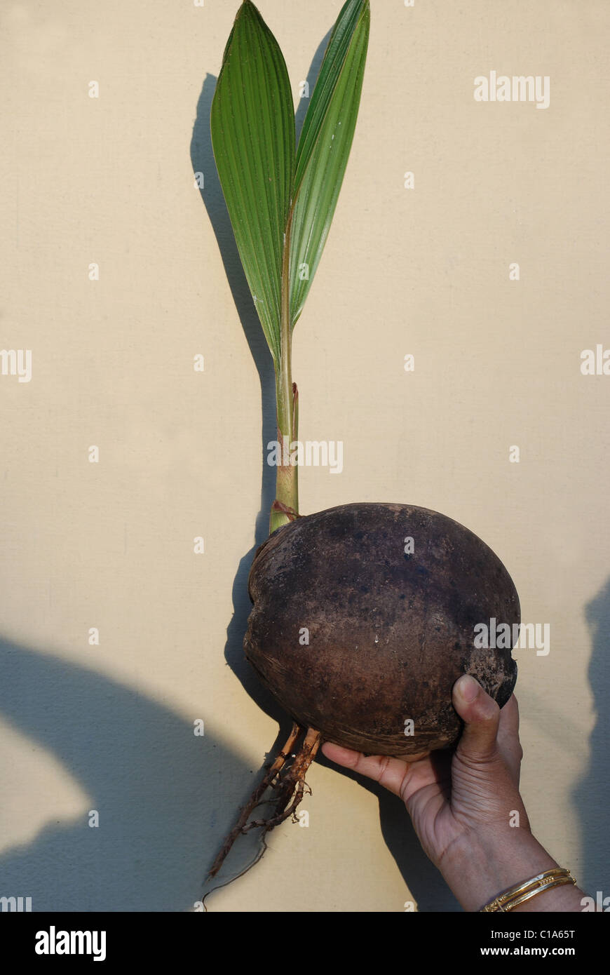 Coconut shoot hi-res stock photography and images - Alamy