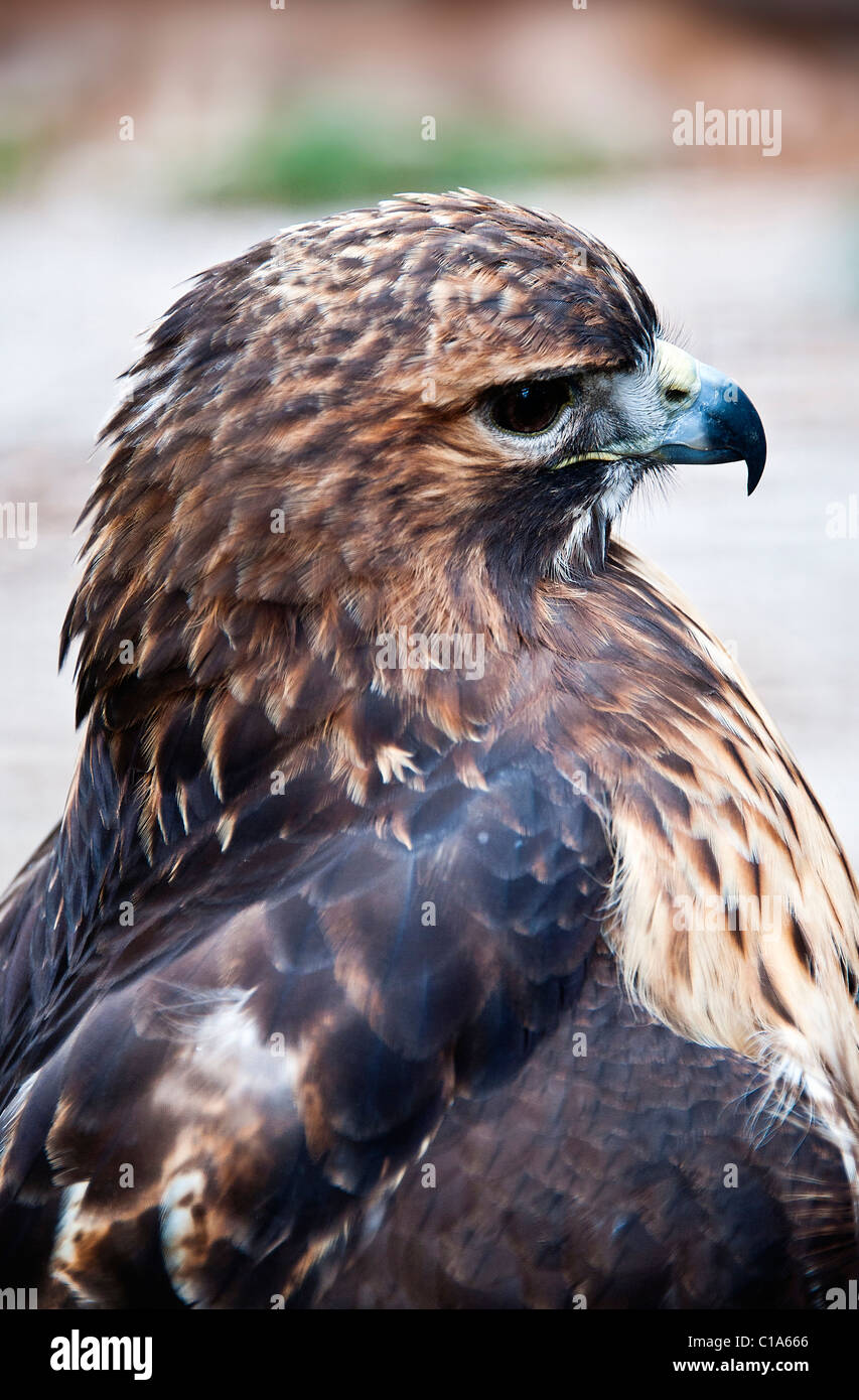 Hawk red beak hi-res stock photography and images - Alamy