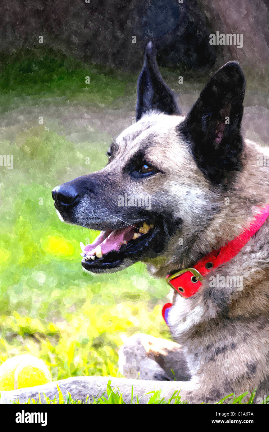 German shepherd greyhound mixed breed hi-res stock photography and ...