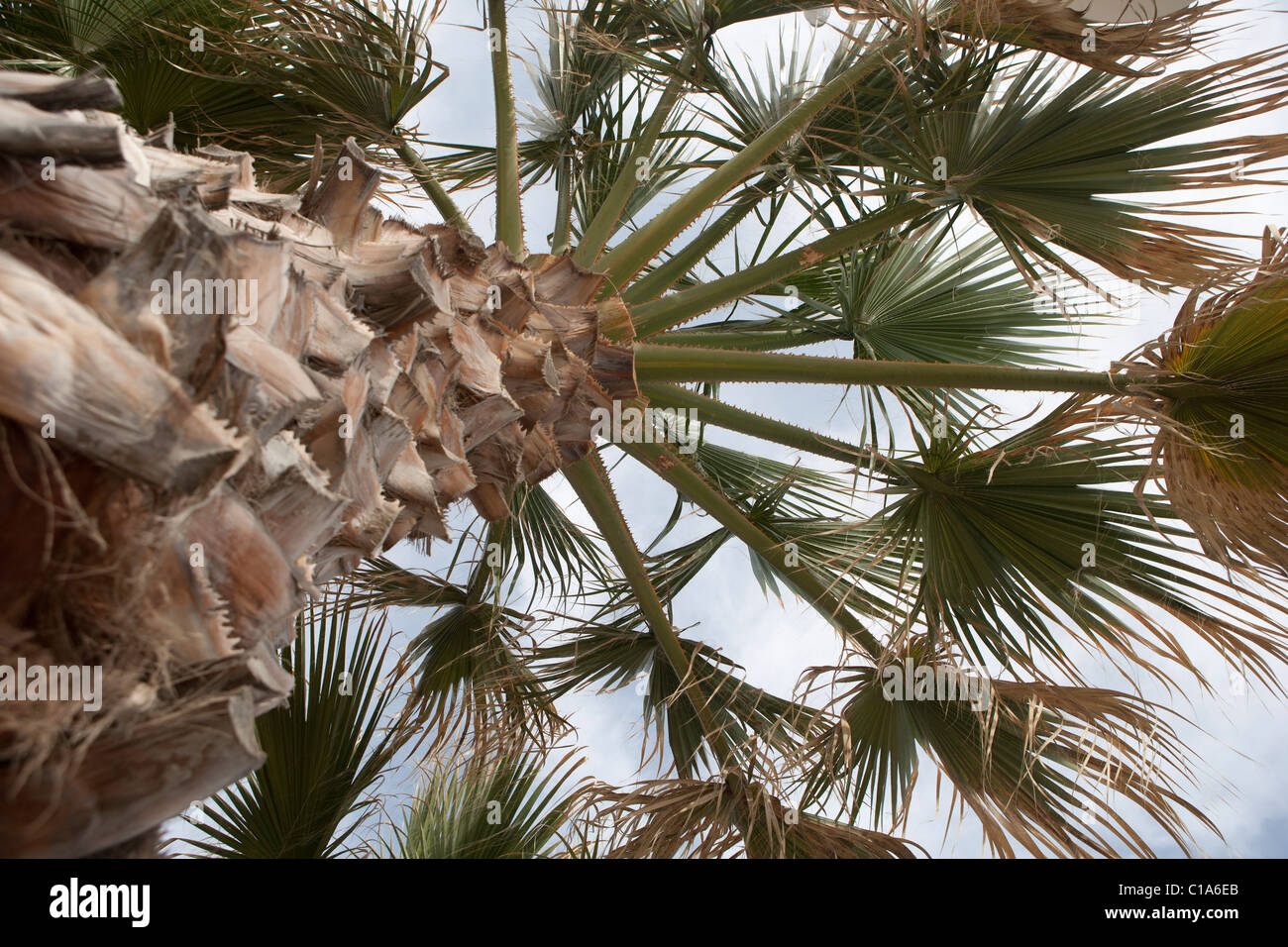 Nerja palm tree hi-res stock photography and images - Alamy