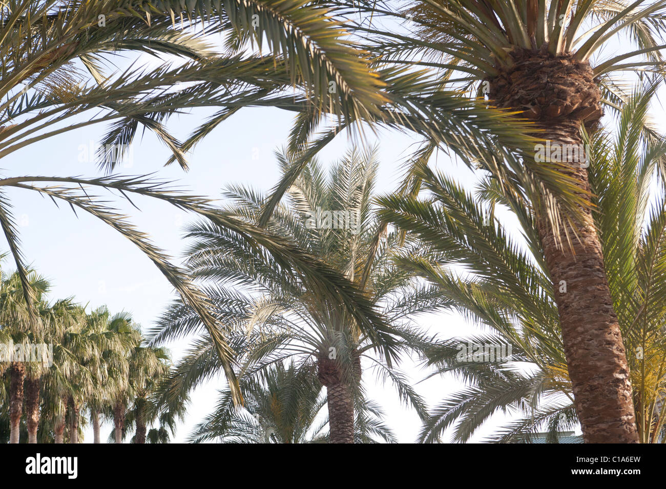 Nerja palm tree hi-res stock photography and images - Alamy