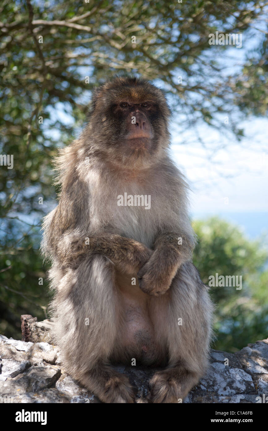 Monkeys in gibraltar hi-res stock photography and images - Alamy