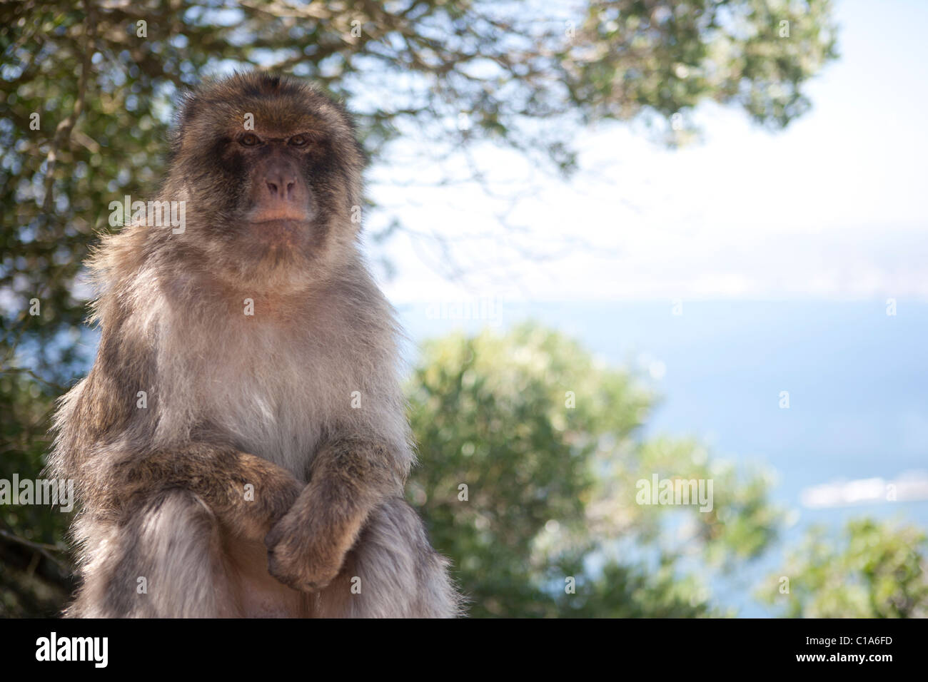 Gibraltar Barbary Ape (in actuality Macaques). Also known as the ...