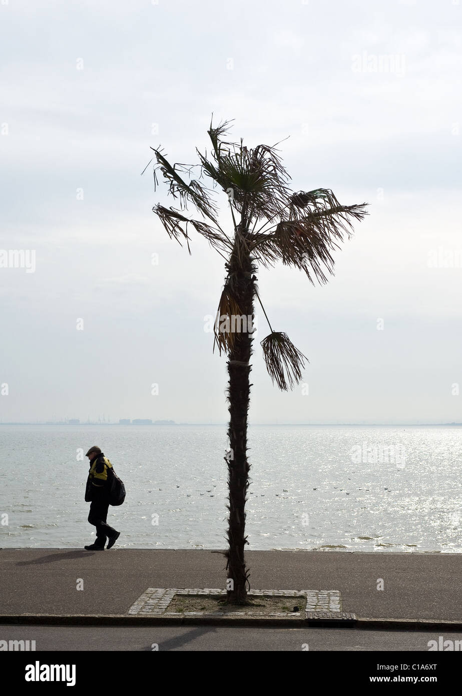 A man walking past a stunted palm tree on Southend seafront Stock Photo ...