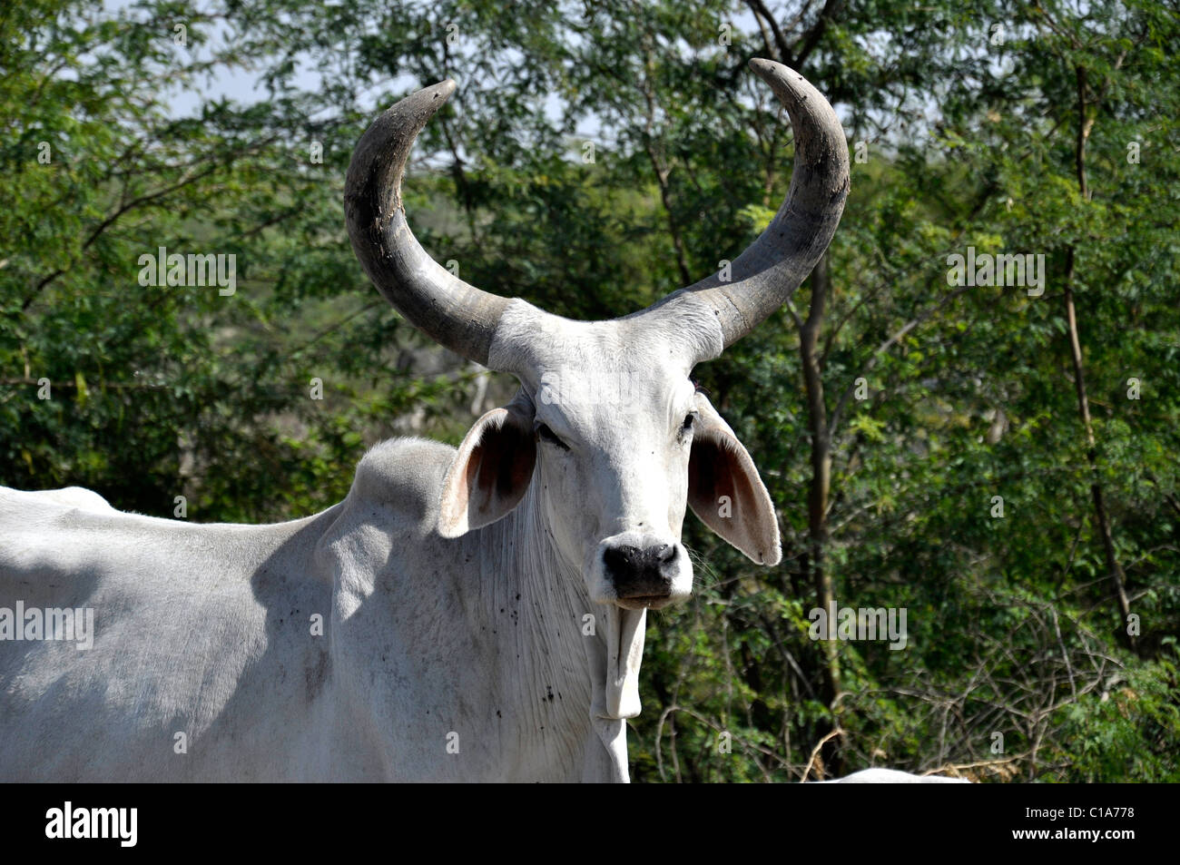 Bull horn hi-res stock photography and images - Alamy